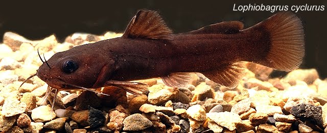 奇獸飼育學: 2011-03-24新進魚隻