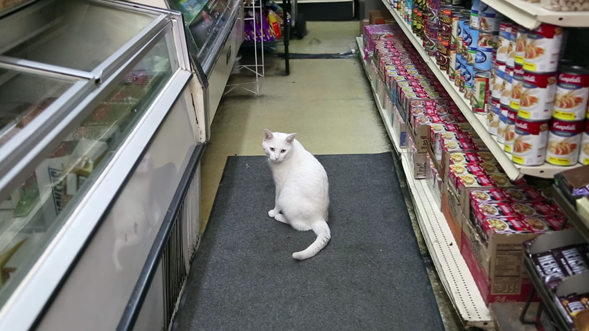 Cat Chit Chat: What are Bodega Cats?