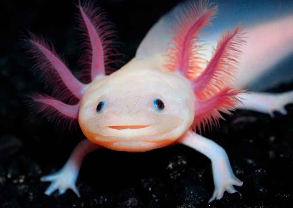 Normal Axolotl