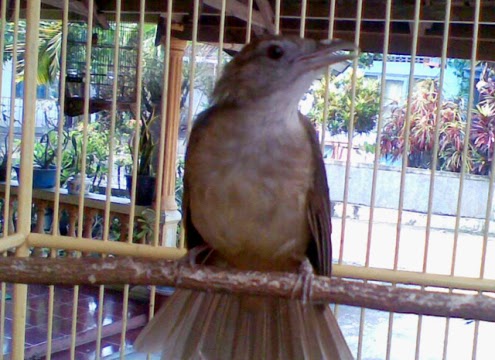Budidaya Burung: Burung Kapas Tembak (Tukang Ngebrem) - Agar Gacor
