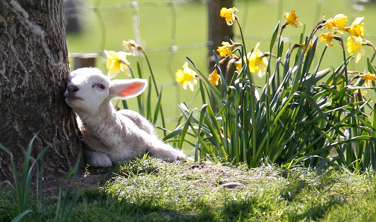 Critter Sitter's Blog: Spring Scenes in England