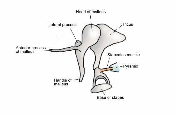 Ossicles Of Middle Ear