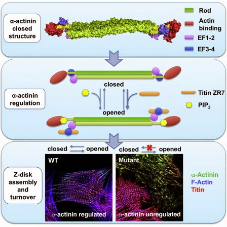 Actualités Scientifiques - Médicales: #α-actinine #spectrines #actine # ...
