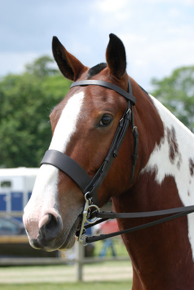 Tack N Turnout The Show Cob Tack N Tails tack-n-turnout-the-show-cob-tack-n-tails