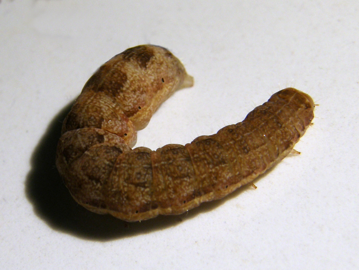 Wanderin' Weeta (With Waterfowl and Weeds): Compost critters