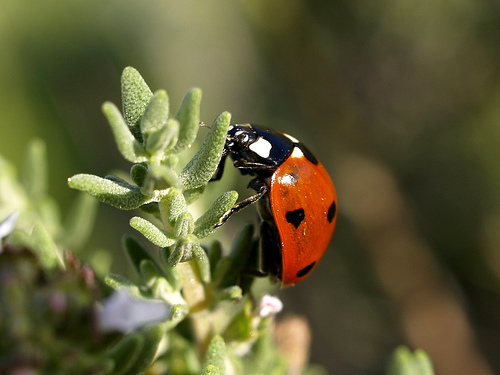 El ojo del buitre: Insectos - Mariquita ó Cochinilla (Coccinela septem ...
