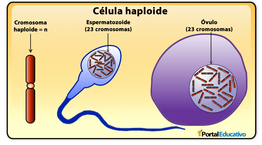 .Más allá de la Biología.: .Célula Haploide y Diploide.