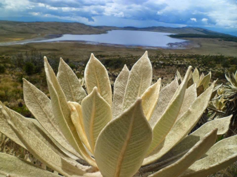 EDUCACIÓN AMBIENTAL PARA LA PROTECCIÓN DE PÁRAMOS: PARAMO EL RABANAL ...