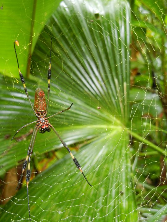 Life at Whitworth South: Caribbean Amphibian