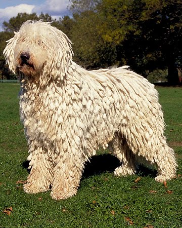 Aylmer to Zazzoo and Beyond: Komondor: The Rasta Dog