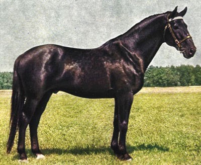 Caballo Nonius ~ Caballos del Sur, Tienda Ecuestre