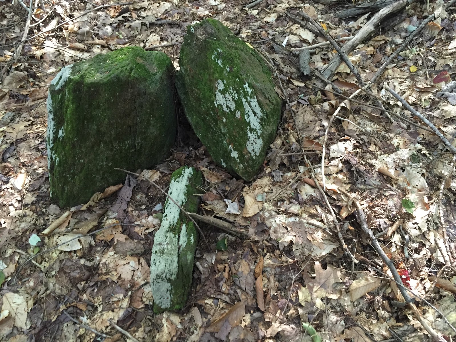 A New England Woodland: Rock Designs