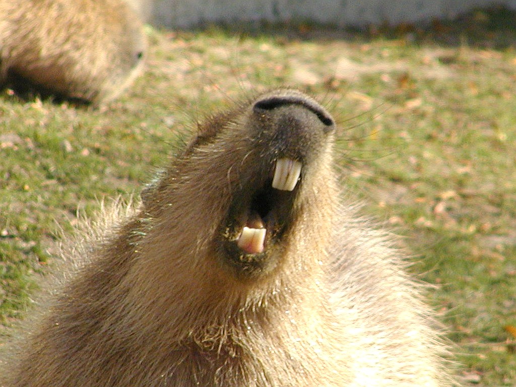 Shama world: septiembre 2016