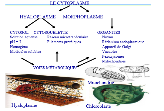 Hyaloplasme : Leur définition, ses caractères et ses rôles. | Bio faculté