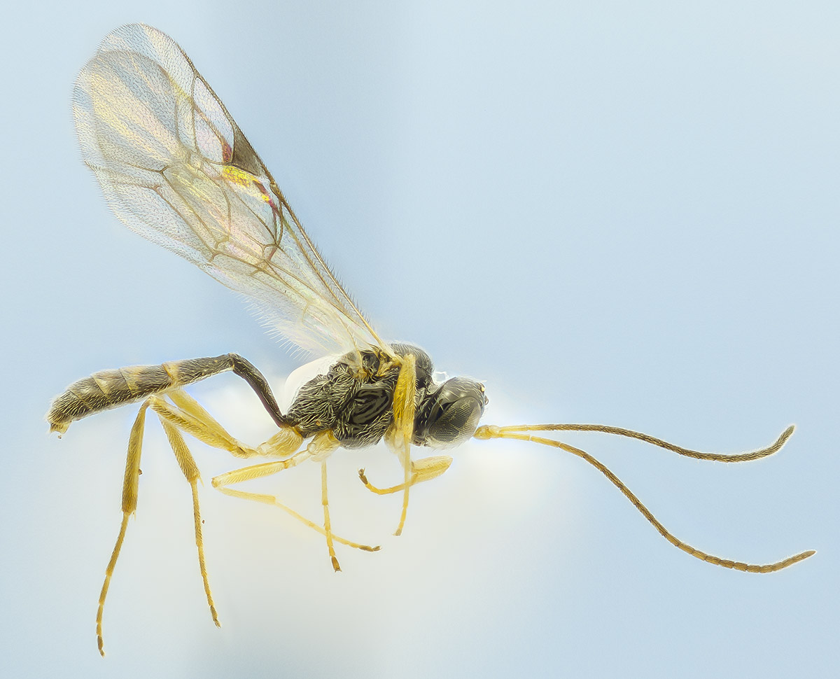 Utgångspunkt 63° 31,x' N - 22° 31,x' O: Ur silkestott. Del 2