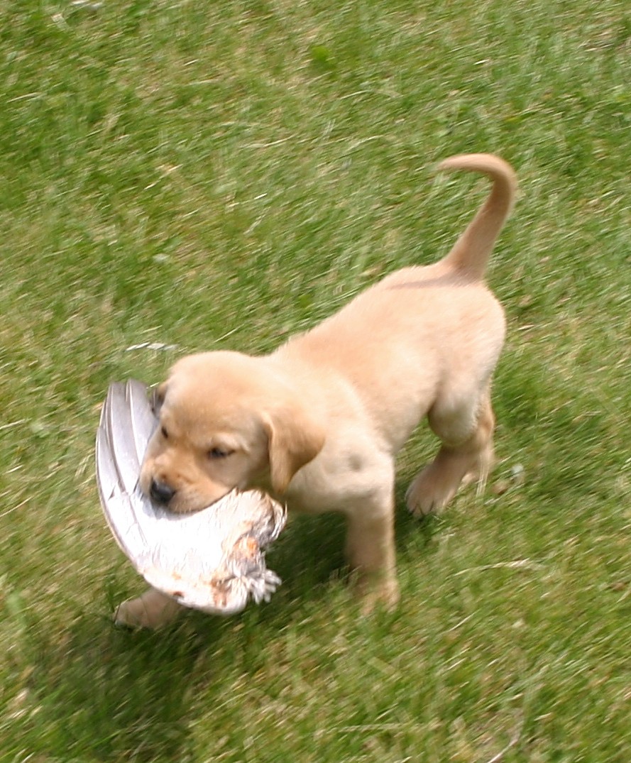 K and R Labradors: Male pups with Wings