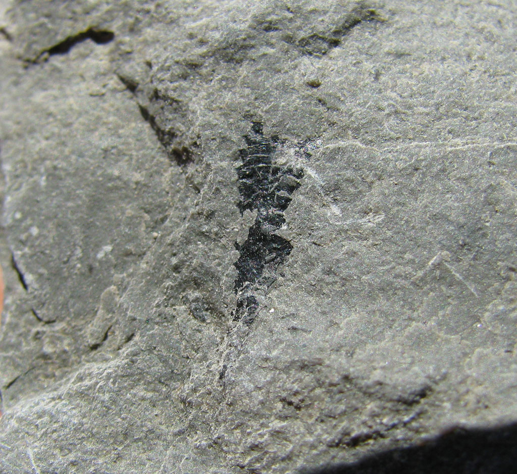 Views of the Mahantango: Diplograptus amplexicaulis graptolite from the ...