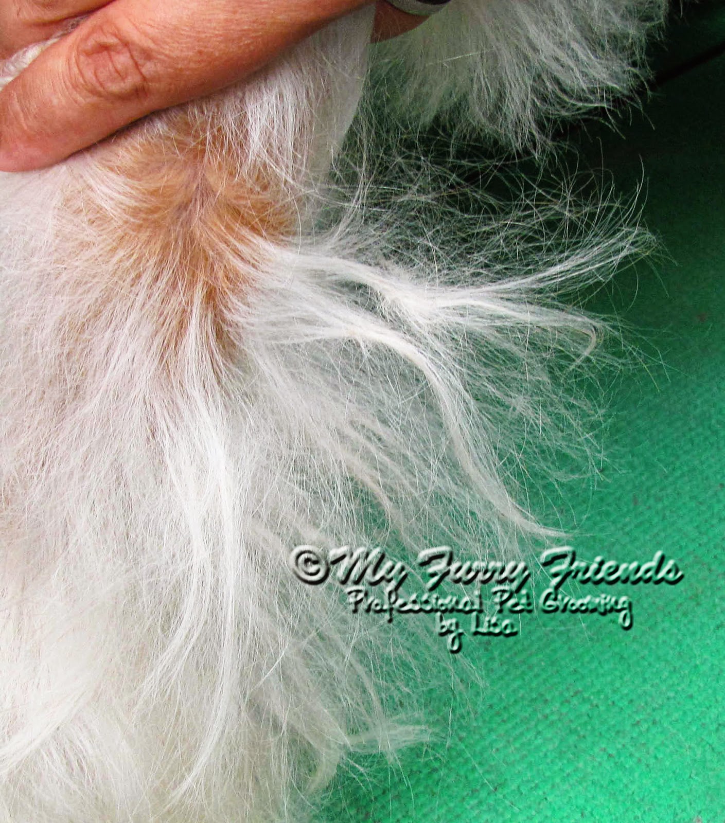 Pet Grooming: The Good, The Bad, & The Furry: Tuesday's Tip #60: Cheap ...