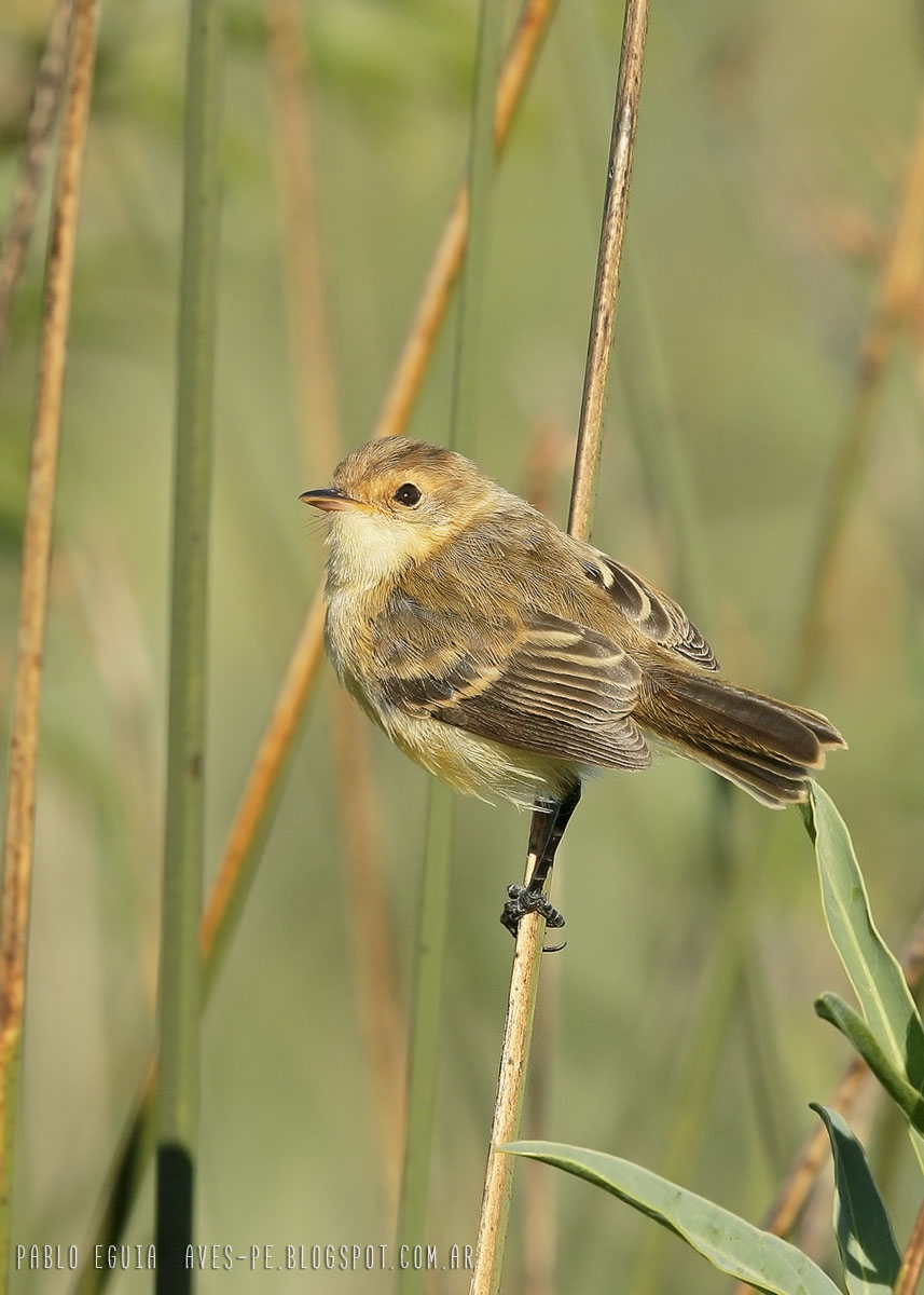 mis fotos de aves: Pseudocolopteryx flaviventris Doradito Pampeano ...