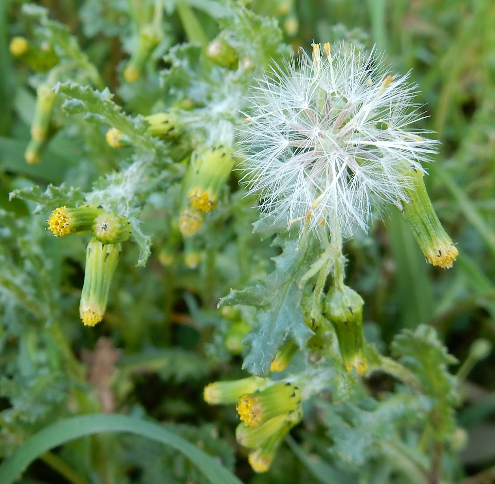 Jardín botánico de especies arvenses del CITA: LAS "TEMPRANERAS" DEL ...