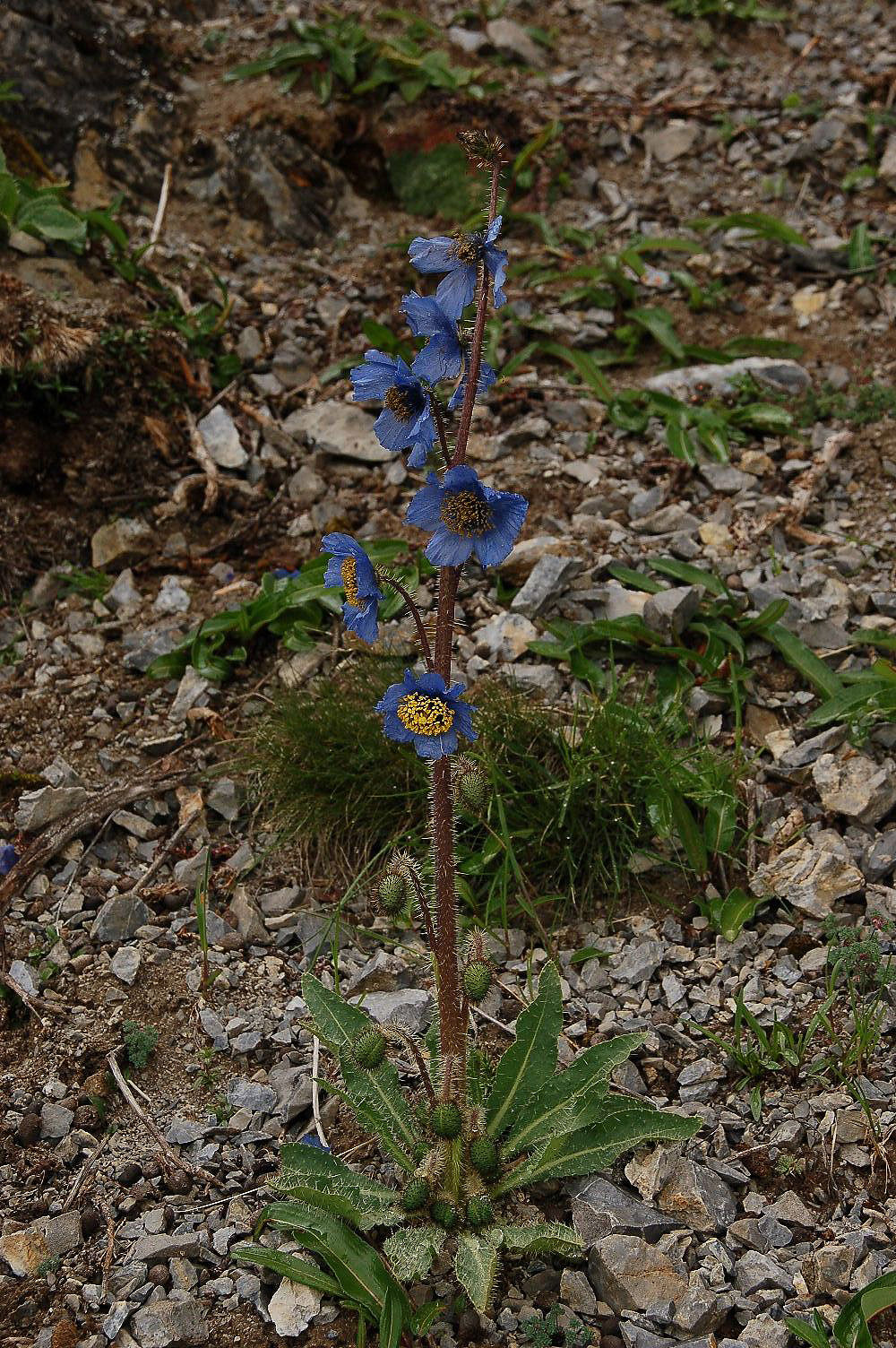 Meconopsis World - A Visual Reference: Meconopsis racemosa - Photos In ...