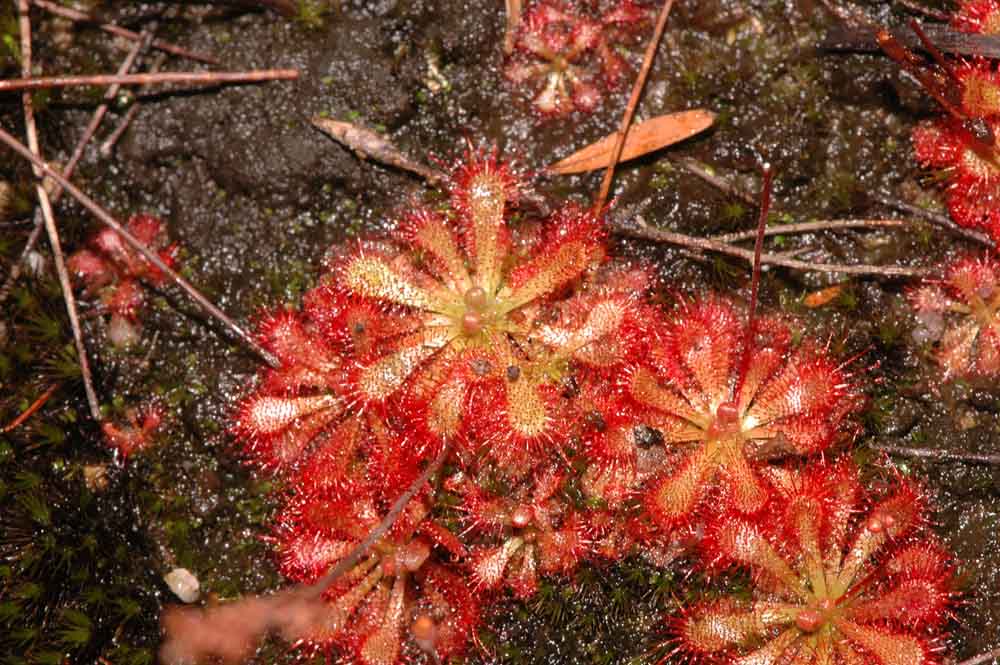 The Nature of Robertson: March 2011