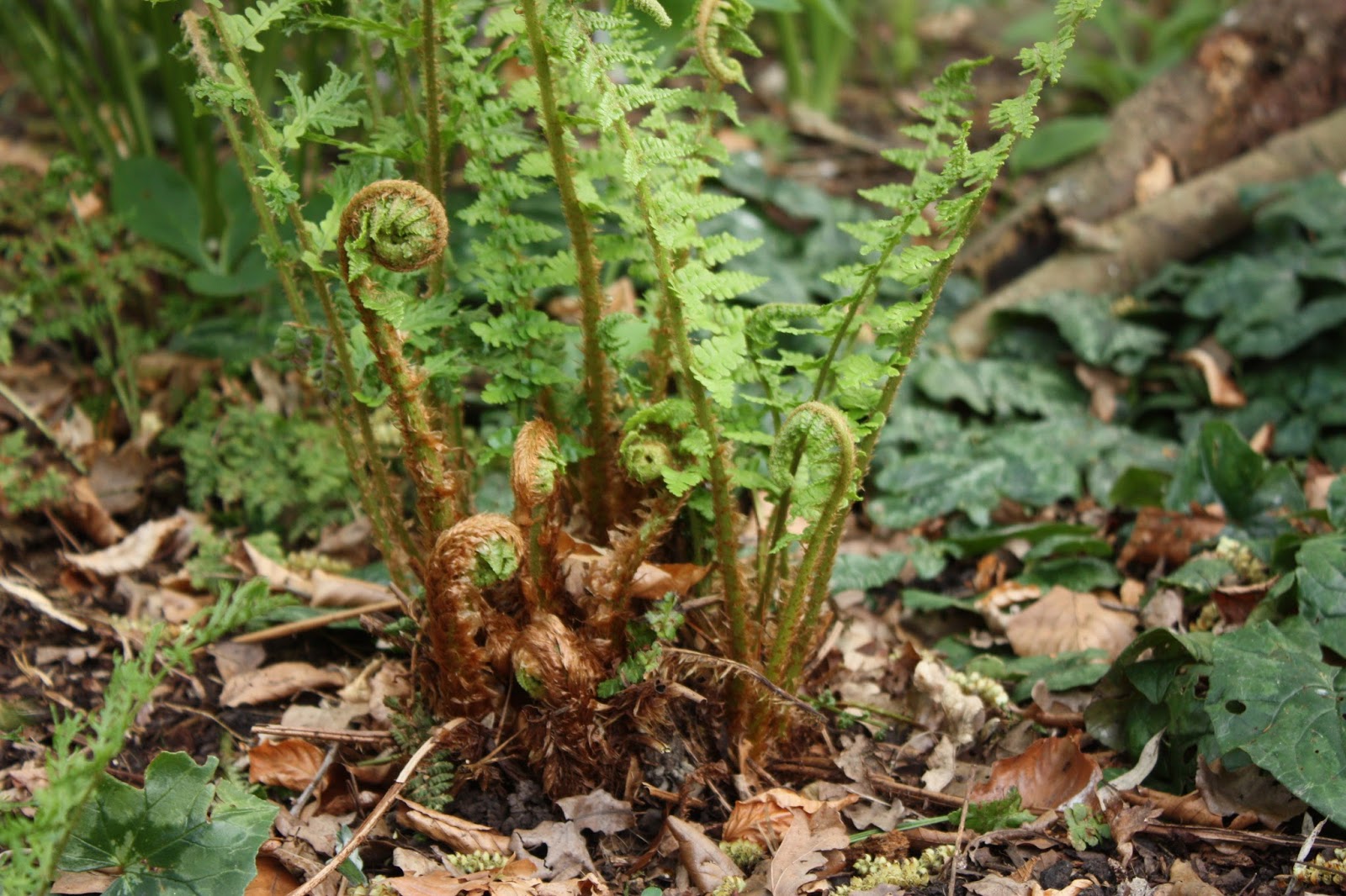 Take time to smell the flowers......: Mysterious ferns.