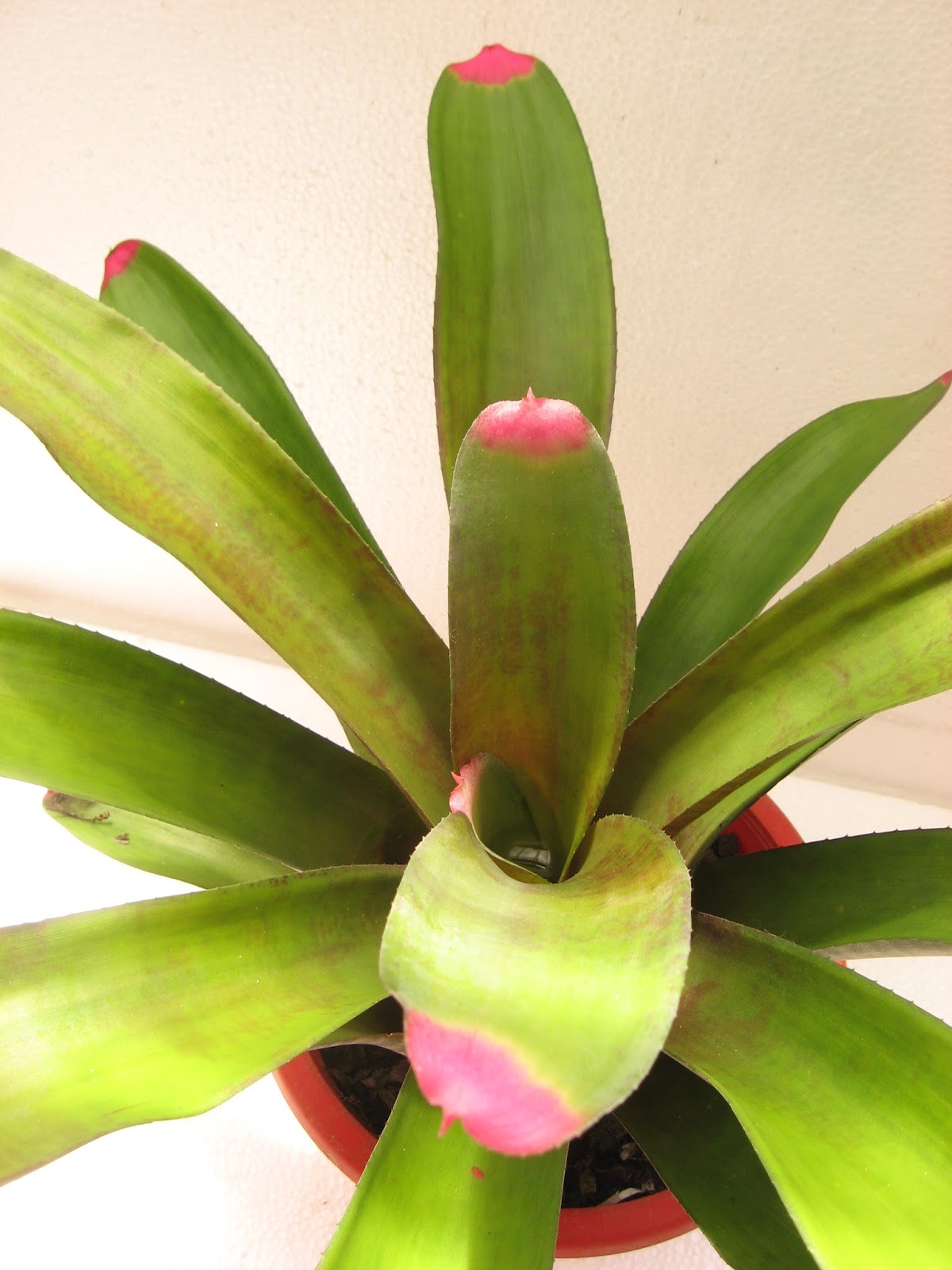 My Secret Garden & 我懂你: Neoregelia spectabilis