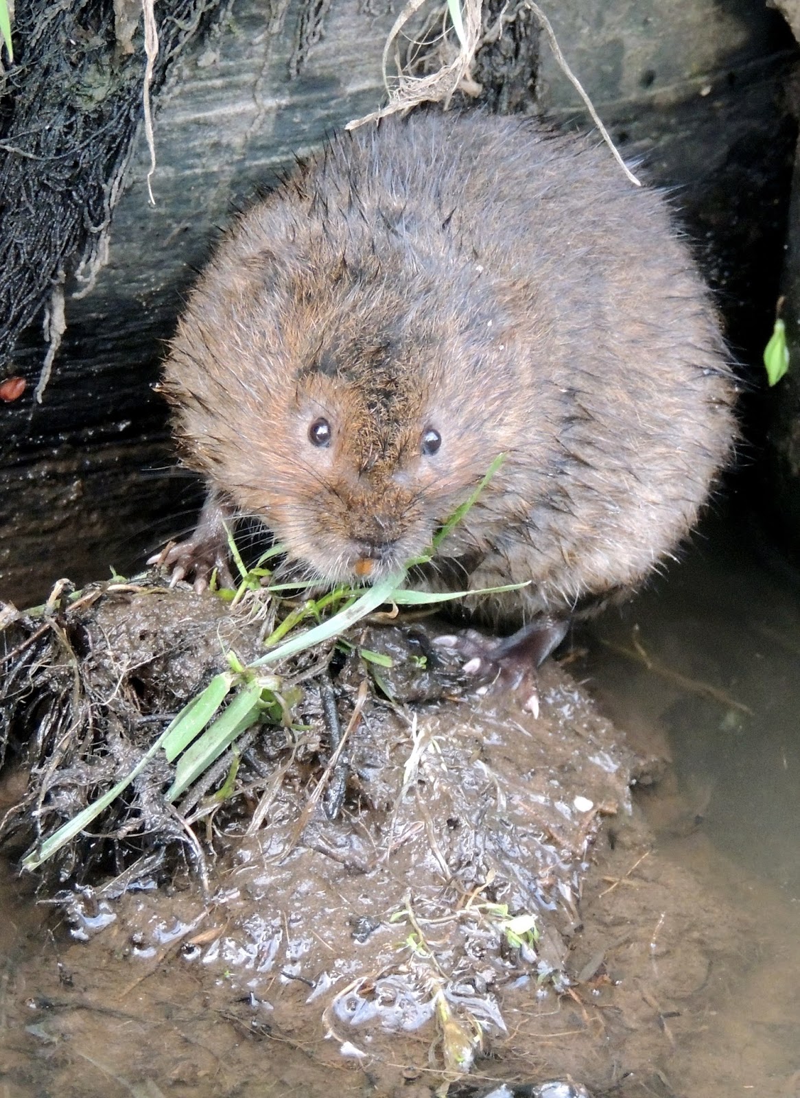 About a Brook: Promontories