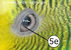 Budgies are Awesome: Budgie Vision (1)