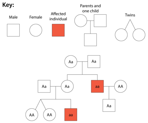 My Blog SISKALIL FAHMA (SHIZUKA): genetika manusia "analisis pedigree"