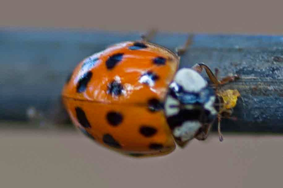 Window on a Texas Wildscape: Lost Ladybug Project