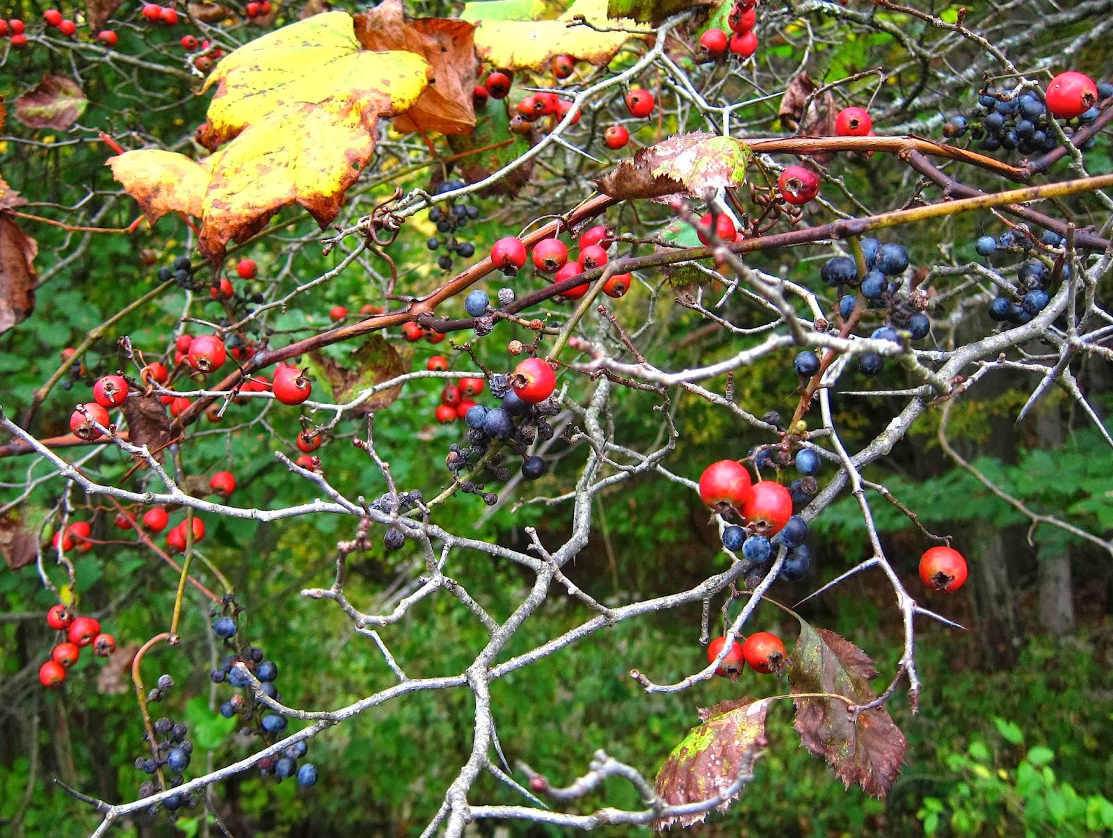 Saratoga woods and waterways: A Kaleidoscope of Autumn Color