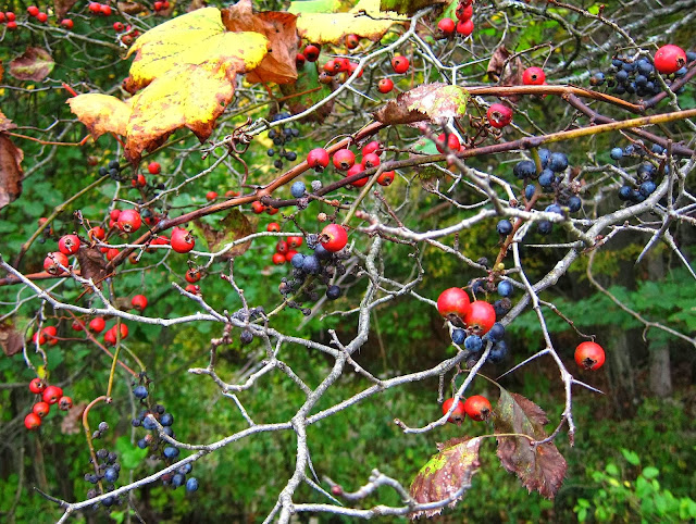 Saratoga woods and waterways: A Kaleidoscope of Autumn Color