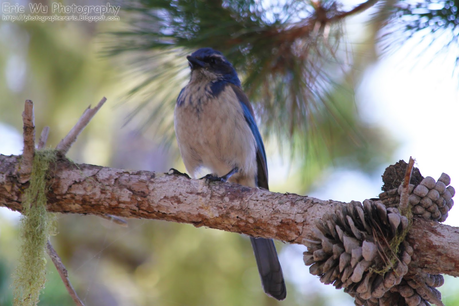 Naturetastic Blog: Point Lobos State Reserve (Birds and Seals)
