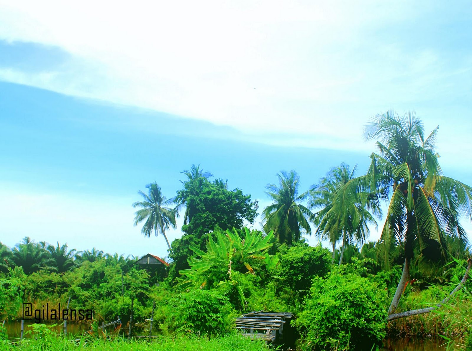 GILA GAMBAR: kampung nelayan , kuala kurau , perak.
