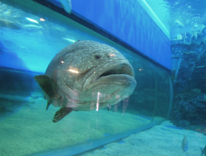 8 Top Things To Do In Manila Ocean Park With Kids (A World-Class ...