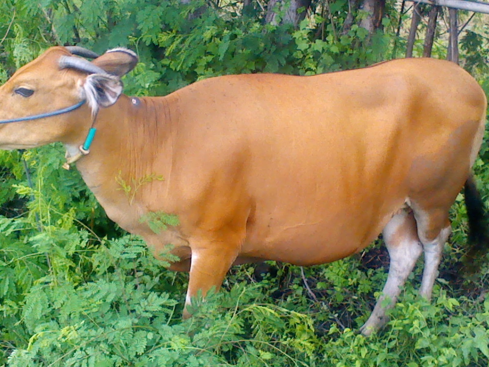 Sapi Sumbawa: Sapi sumbawa