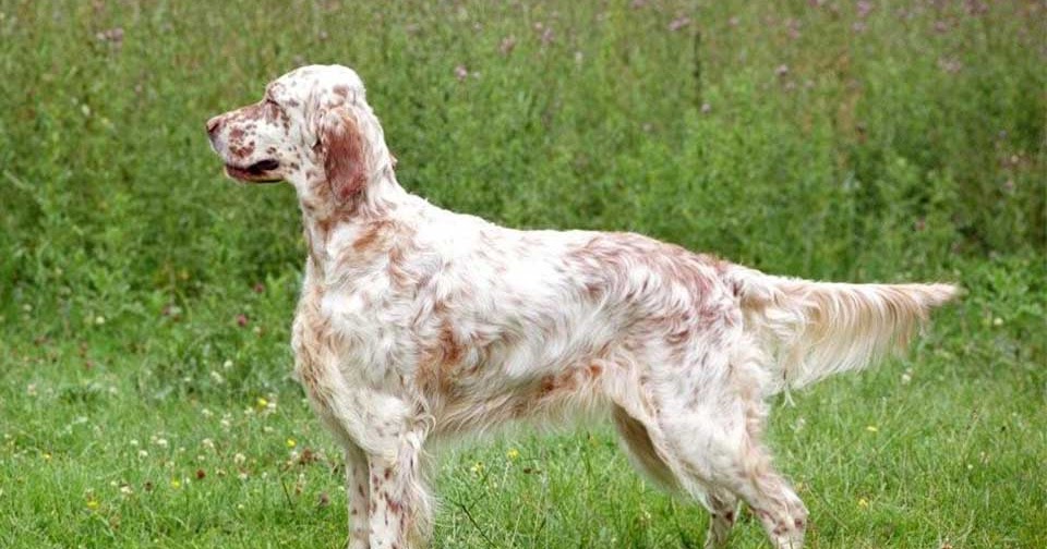 Engelse Setter or English Setter is Excellent Family Dog and very Fond ...