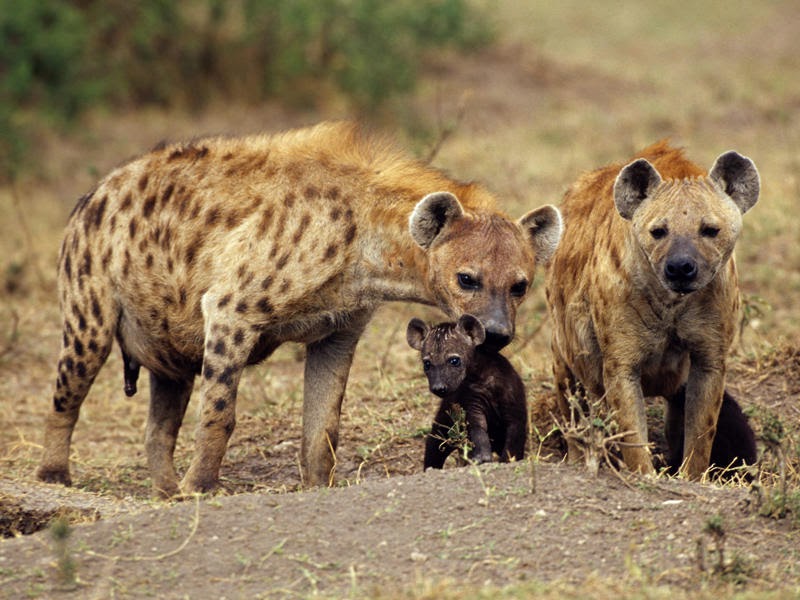 Depredadores, cazadores perfectos