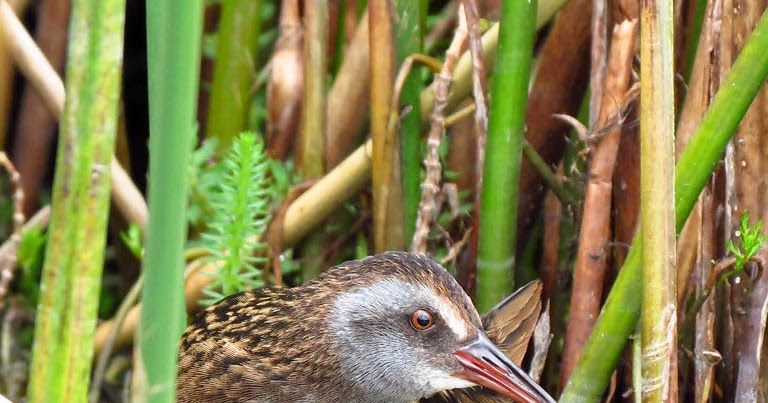 Aves Australes: Pidén Austral