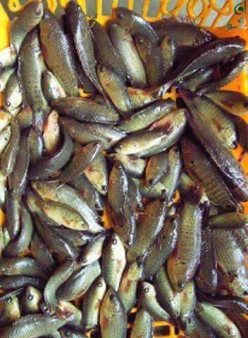 Popular Fishes In Odisha - Odia Khana Khazana | Odisha Recipes | Odisha ...