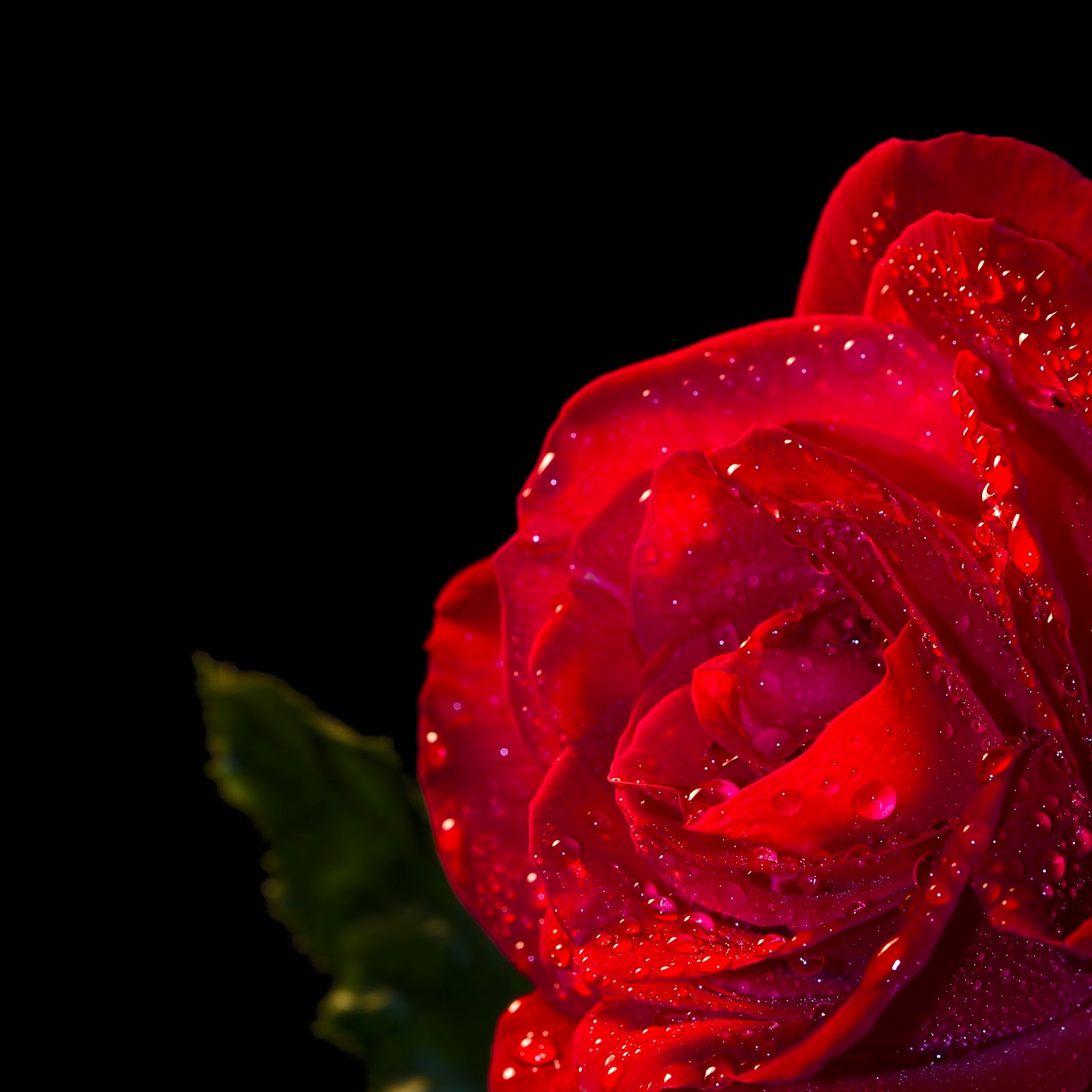 Collard Patch: Miss Loretta Larson has been busy.