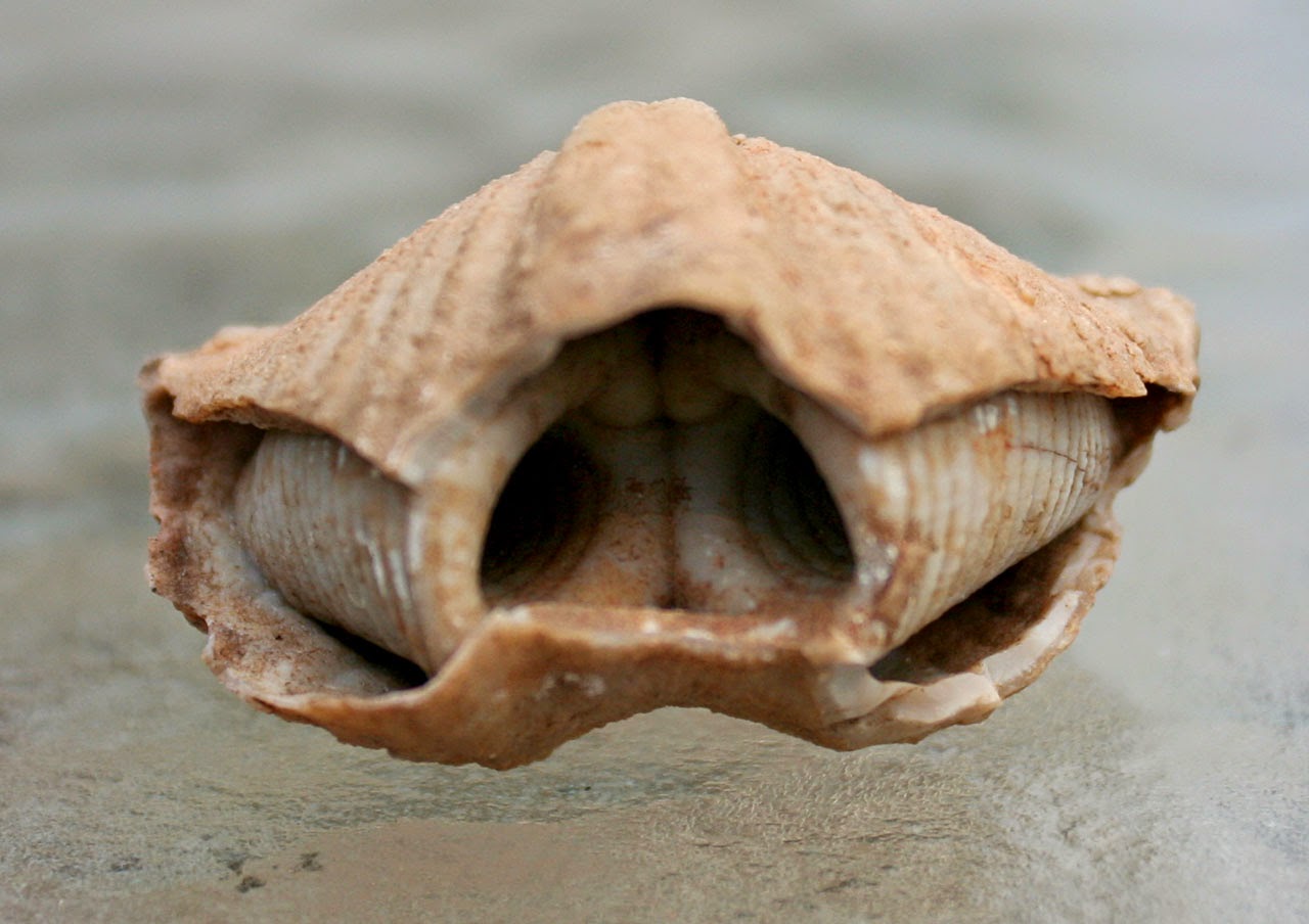 Louisville Fossils and Beyond: Orthospirifer Lophophore Brachiopod Fossil