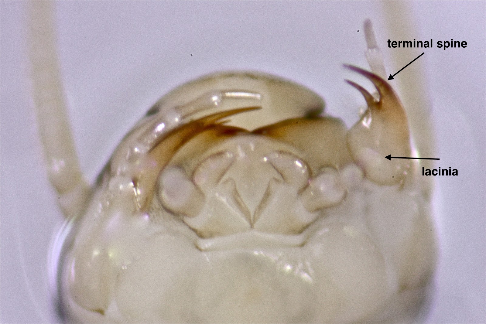 Aquatic Insects of Central Virginia: Another Perlodid stonefly shows up ...