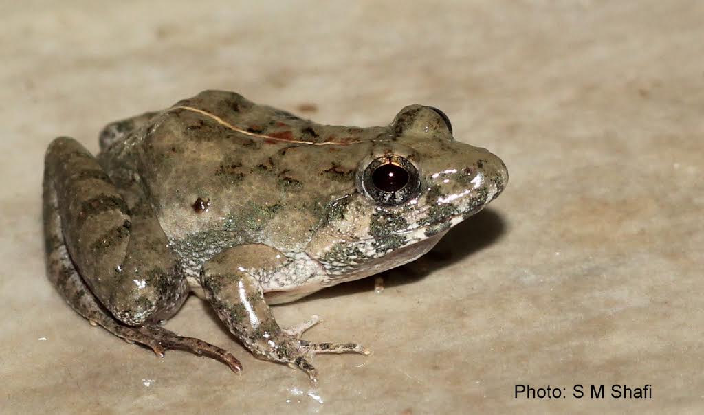 Frogs of Bangladesh
