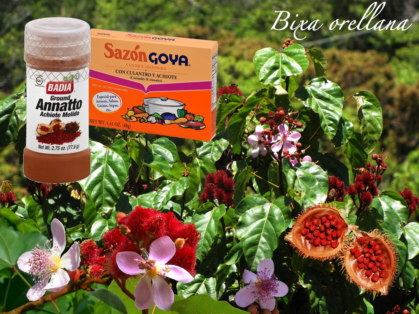 Intelliblog: ALL ABOUT ANNATTO