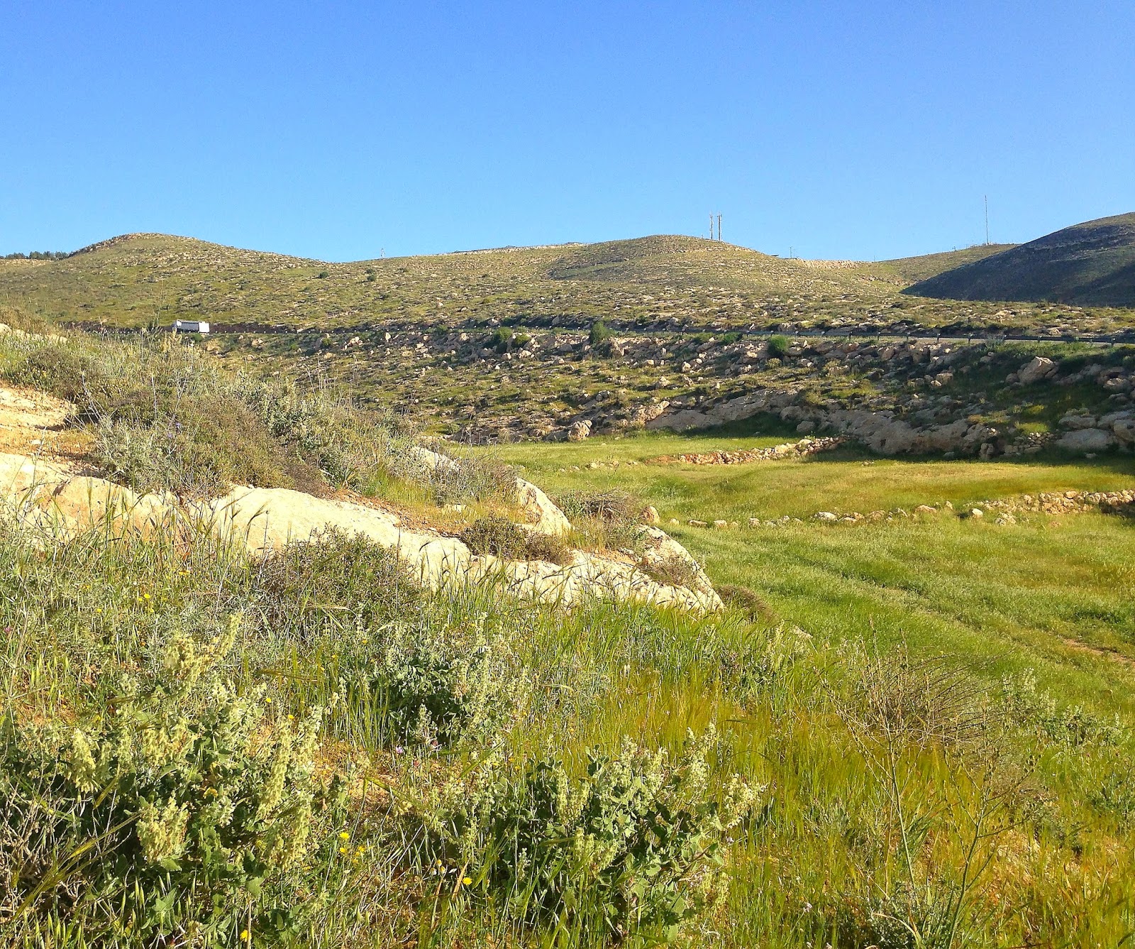 Birding Poole Harbour & Beyond: 8 April 14 - The Green Green Grass Of ...