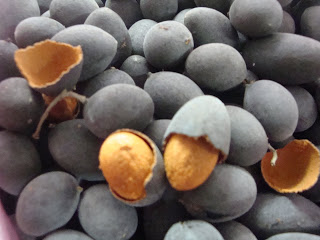 THE FORESTER: BUAH-BUAHAN HUTAN YANG SEDAP DIMAKAN