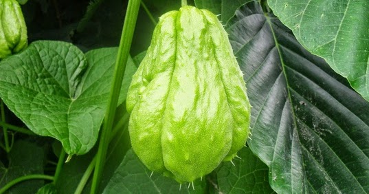 Menanam Labu Siam Yang Baik, [ KebunBudidaya ] | Budidaya